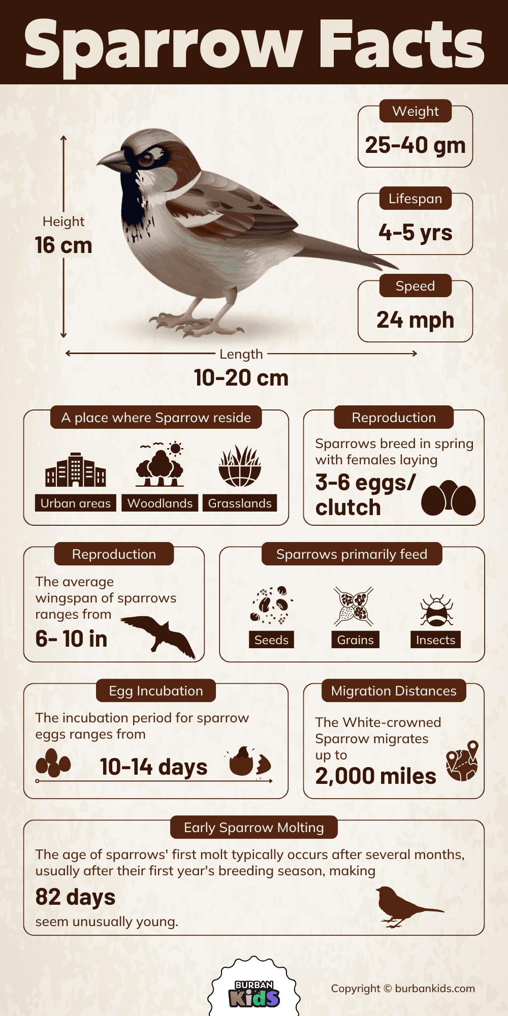 sparrows information