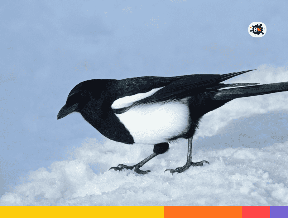 black natural objects