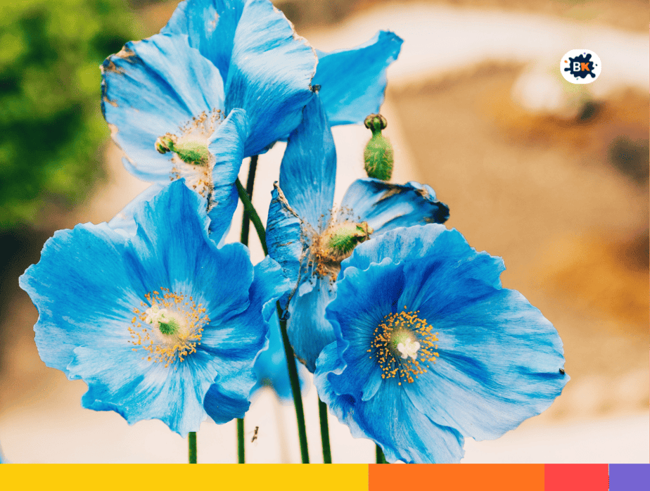 blue objects in nature