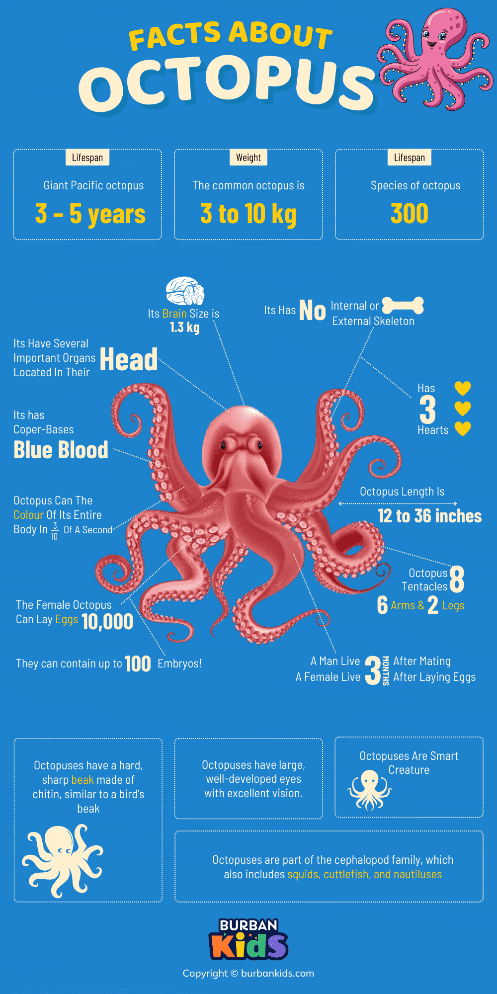 devilfish octopus facts