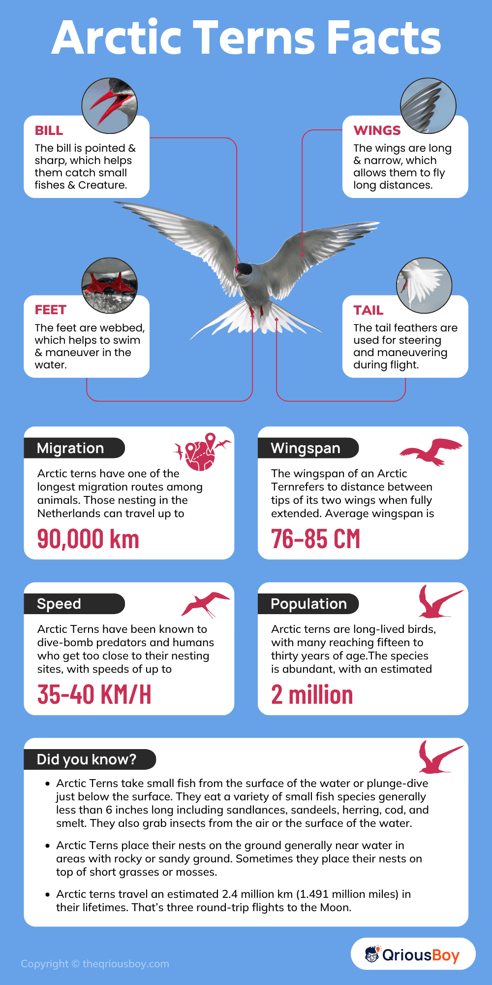 arctic tern migration length