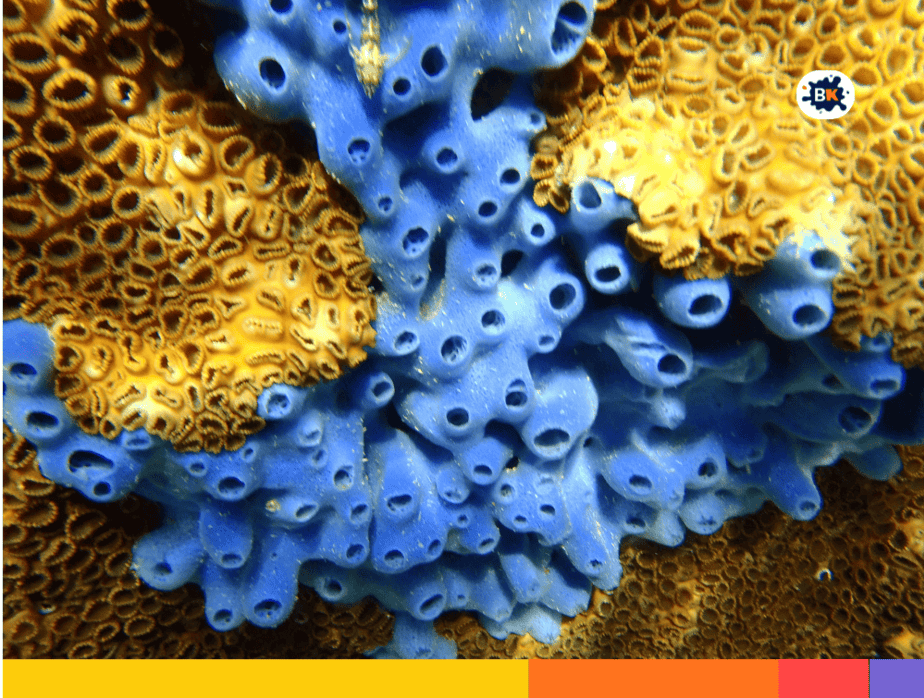 blue objects in nature