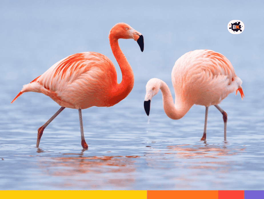 pink colour things in nature