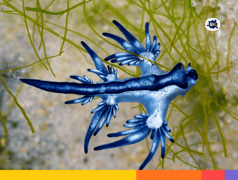 Pretty Blue Things In Nature