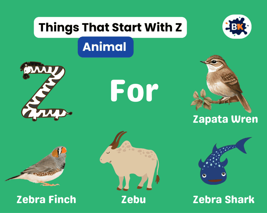 Animals That Start With Z For Kids