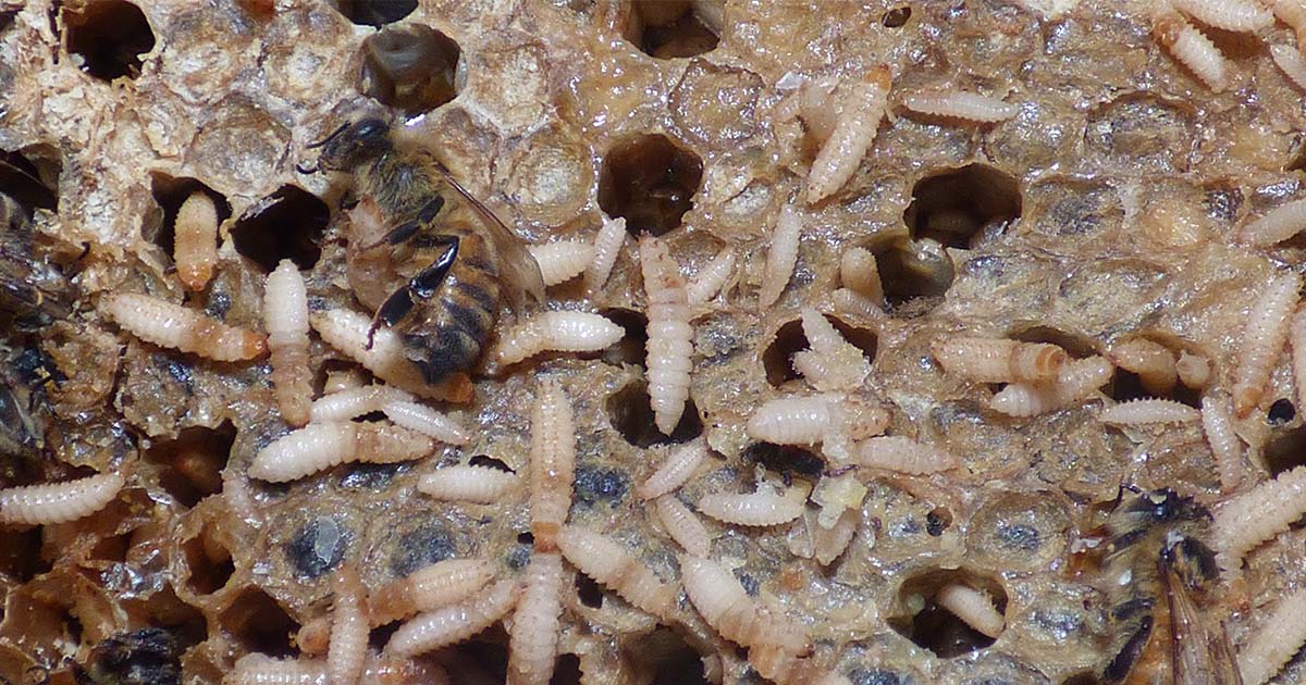 hive beetle larvae