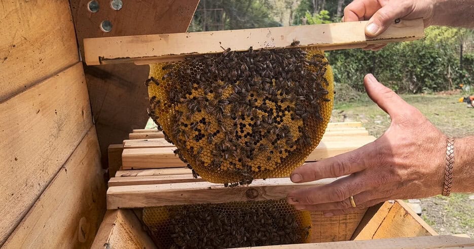 backyard beekeeping australia