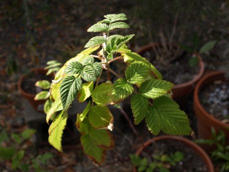 thorny plants example