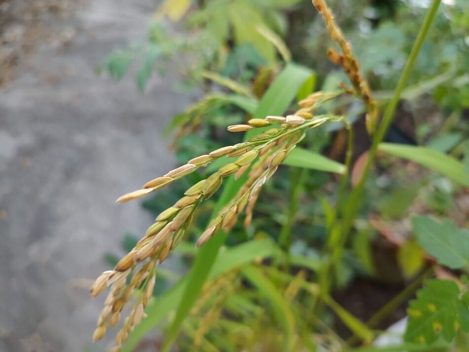 rice panicle