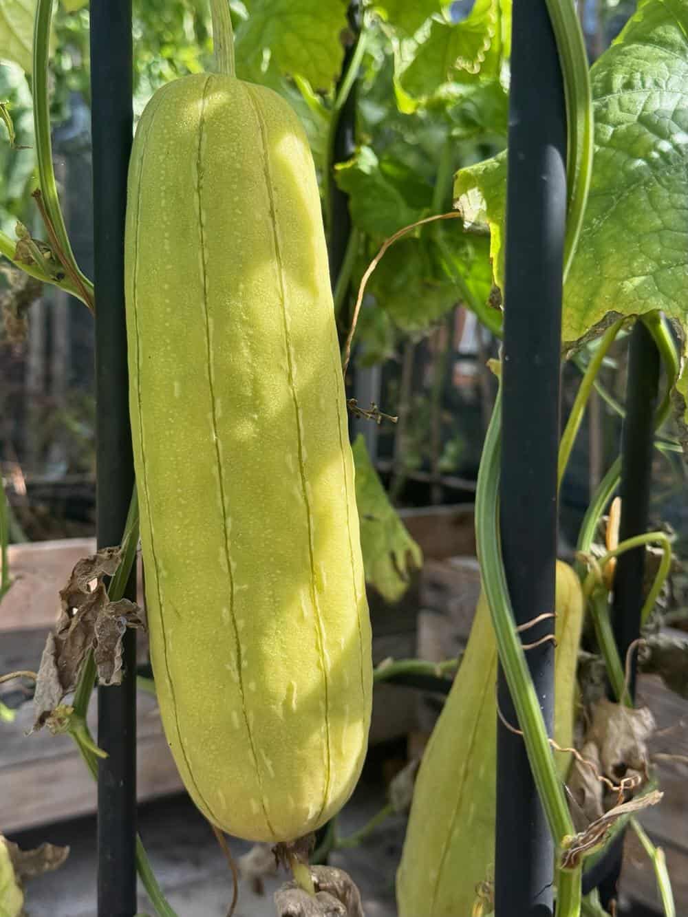 luffa growing uk