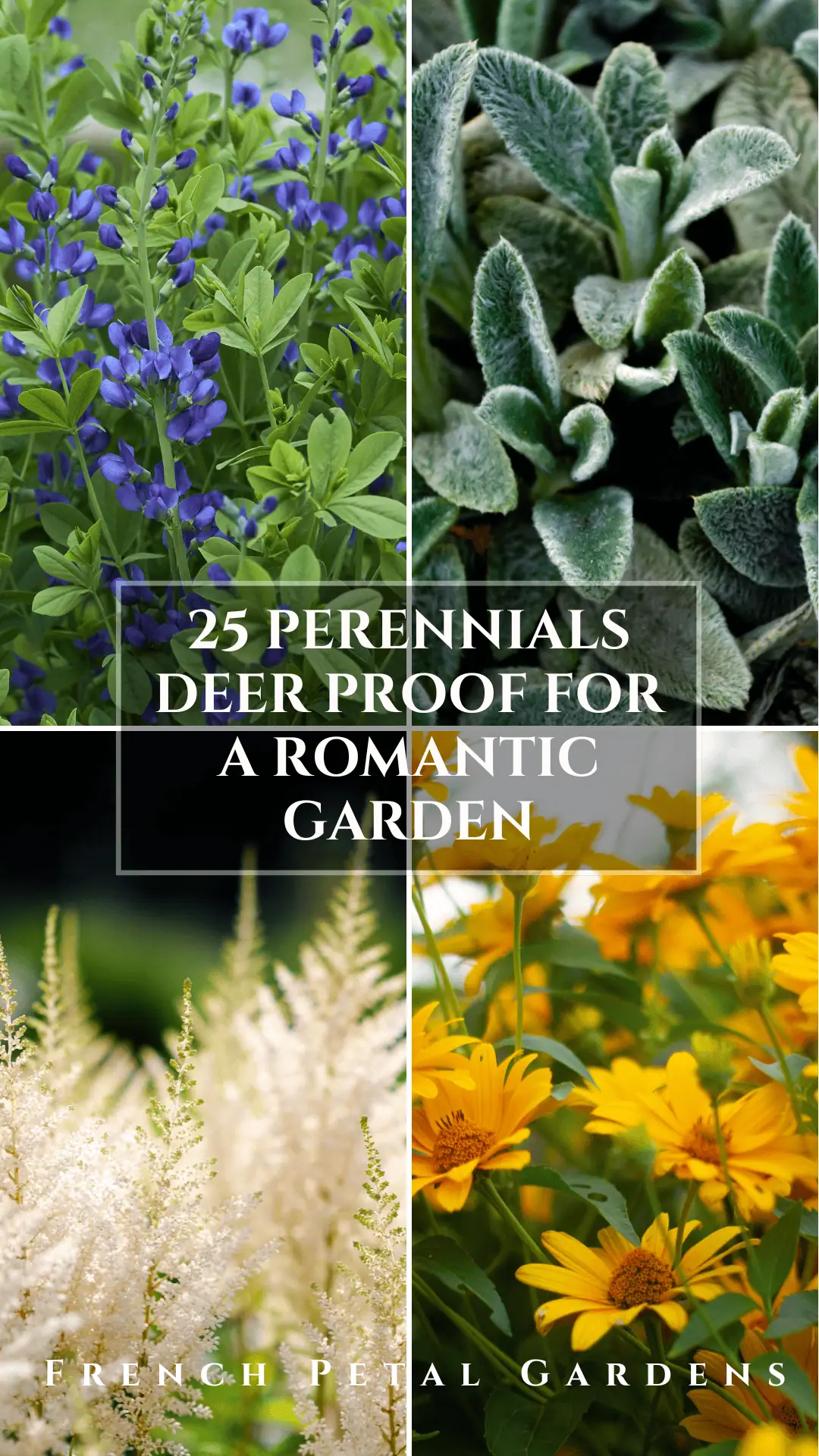 Deer Tolerant Perennials Deer Resistant Plants, Flowers, And Shrubs: