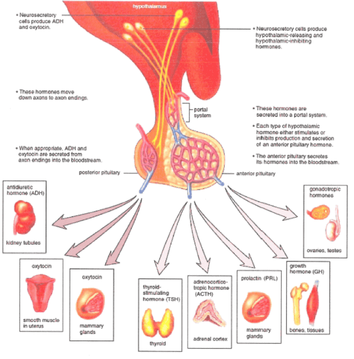 pituitary gland function test