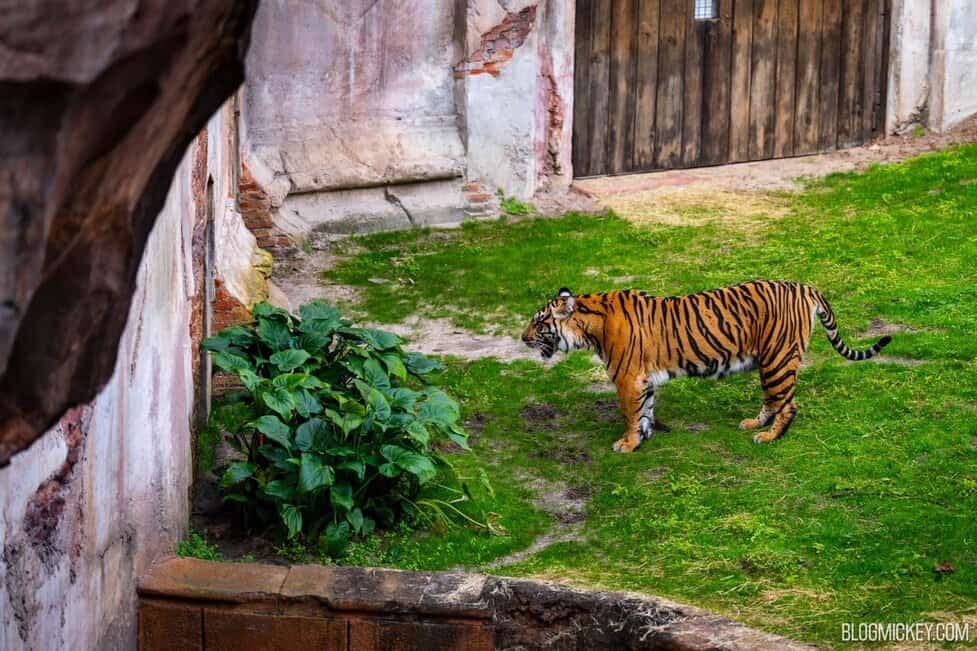anak harimau sumatera bakso
