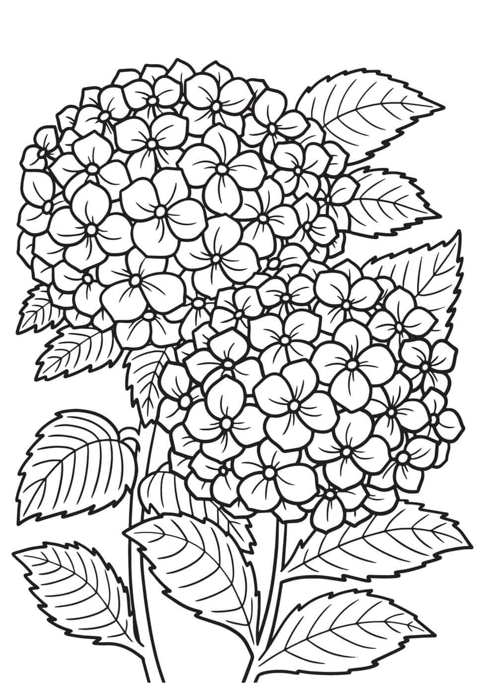 forget me not flower coloring pages