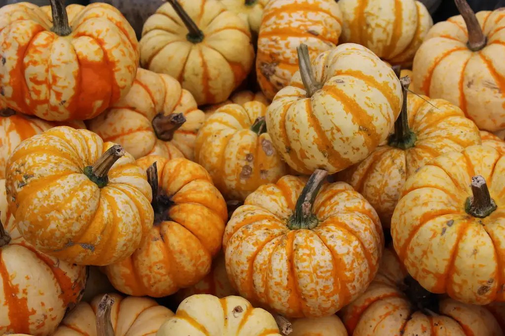 pumpkins malpas