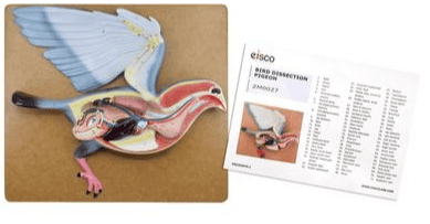 bird dissection lab