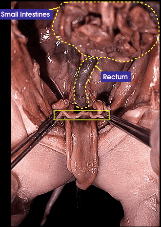 fetal pig testes function