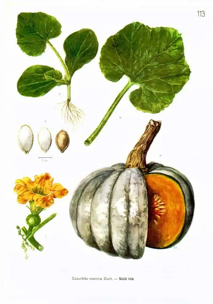 Calabaza - Huerto.Bio