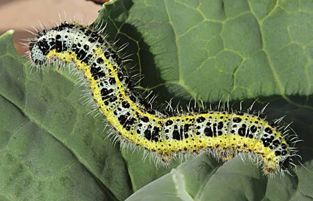 orugas verdes