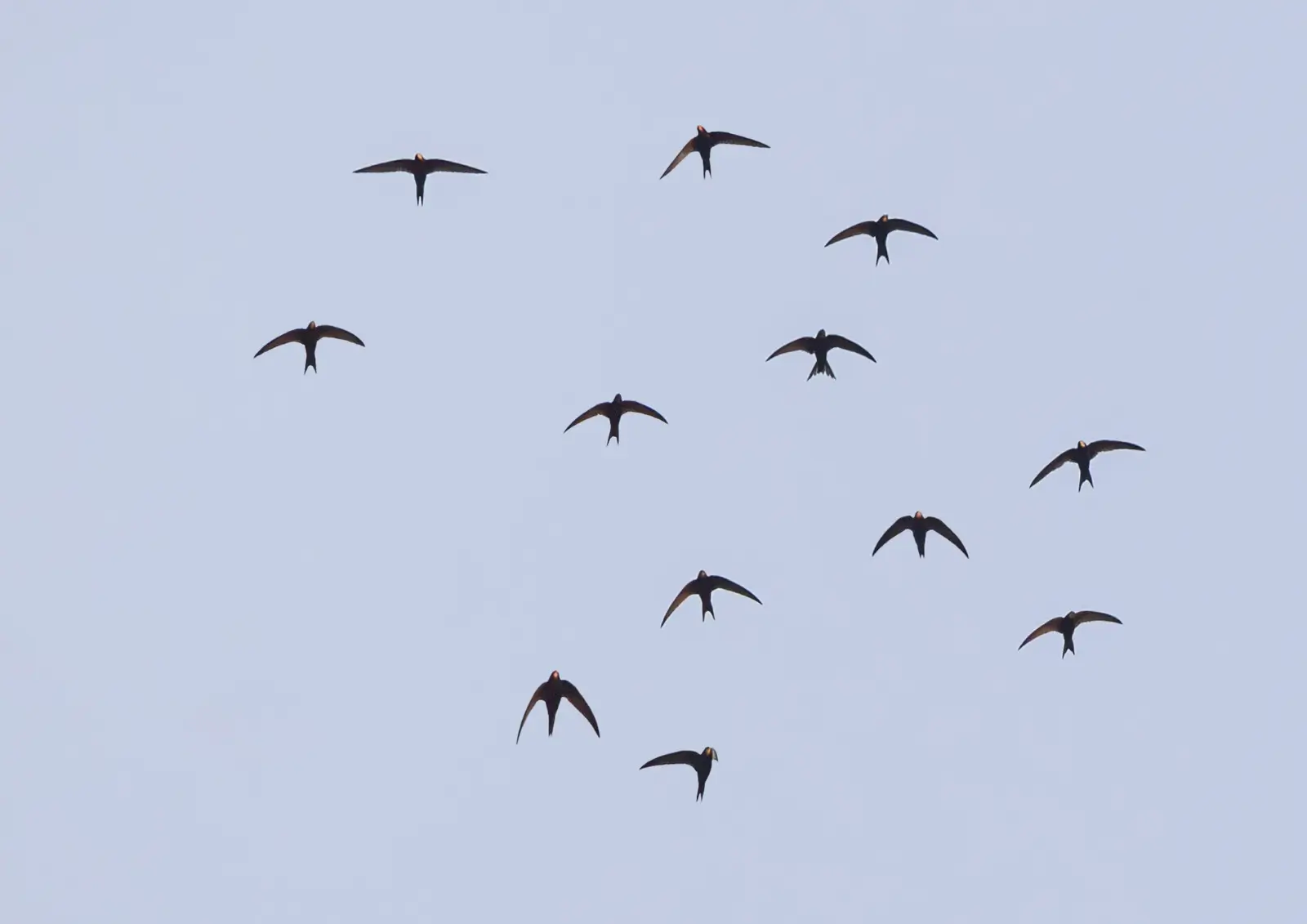 Saving Our Swifts! – Ealing Wildlife Group