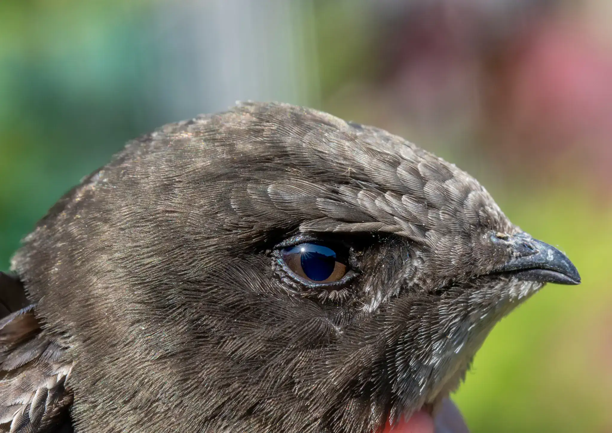 Saving Our Swifts! – Ealing Wildlife Group
