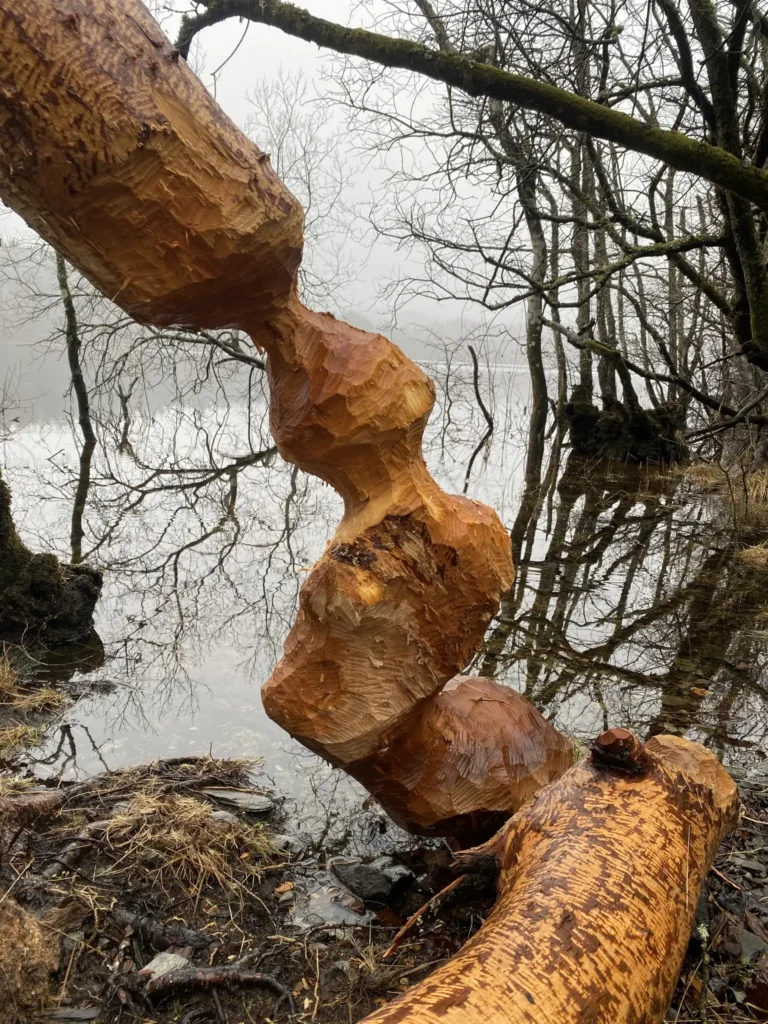 Species Focus: Eurasian Beaver – Ealing Wildlife Group