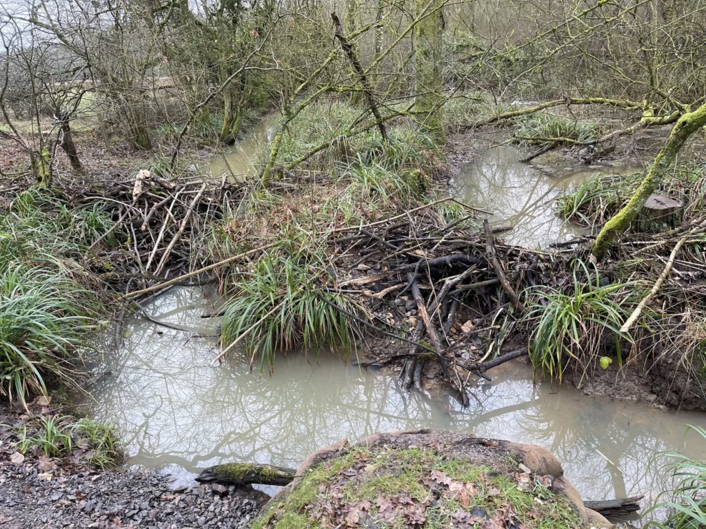 Species Focus: Eurasian Beaver – Ealing Wildlife Group