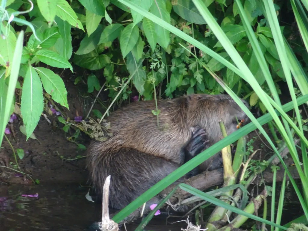 Species Focus: Eurasian Beaver – Ealing Wildlife Group