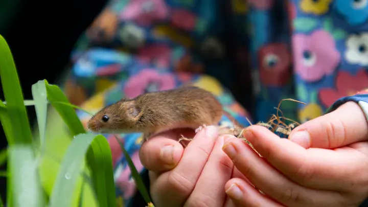 Harvest Mice – Ealing Wildlife Group