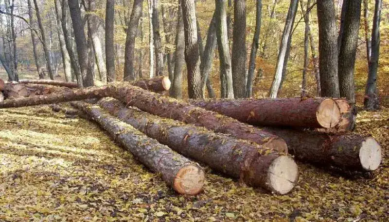 Sibian prins în flagrant când tăia copaci în pădurea de la Metiș