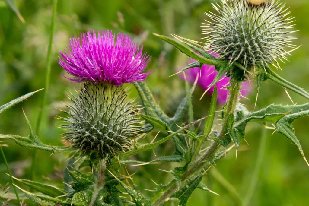 10 Types of weeds in Minnesota | Guide to Spot them - Igra World