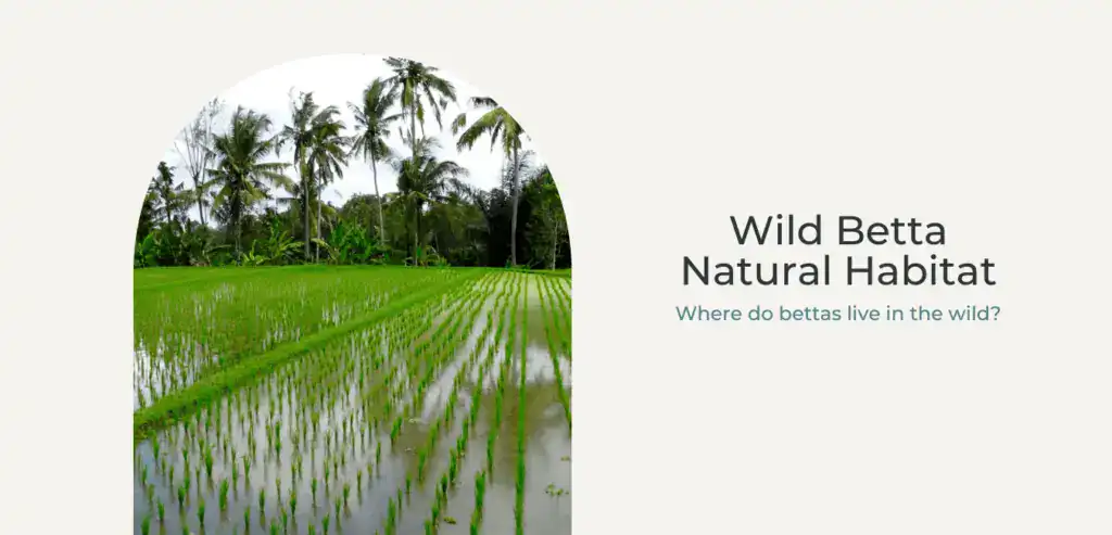 Where Do Betta Fish Live In The Wild? Betta Natural Habitat