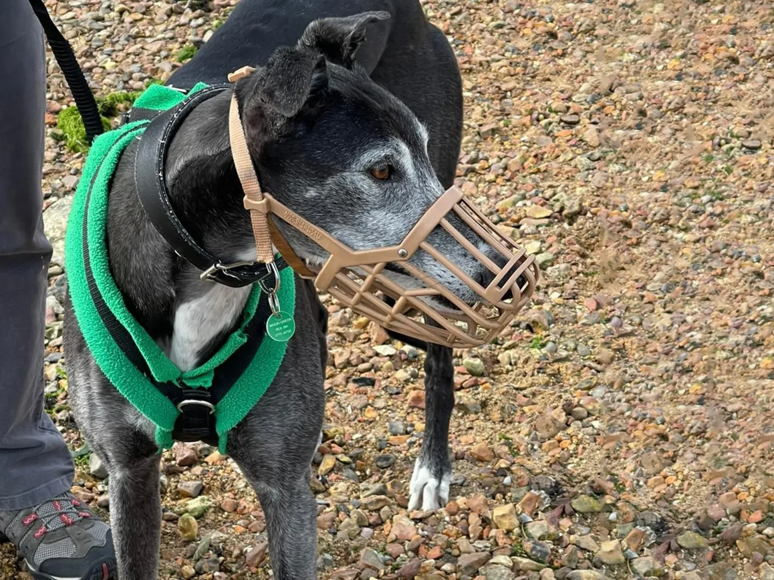 Muzzle training: your step-by-step guide | Woodgreen Pets Charity