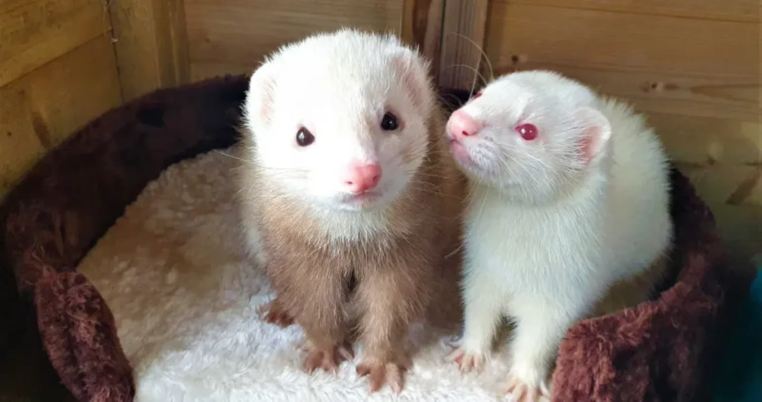 Converting a shed for ferrets | Woodgreen Pets Charity
