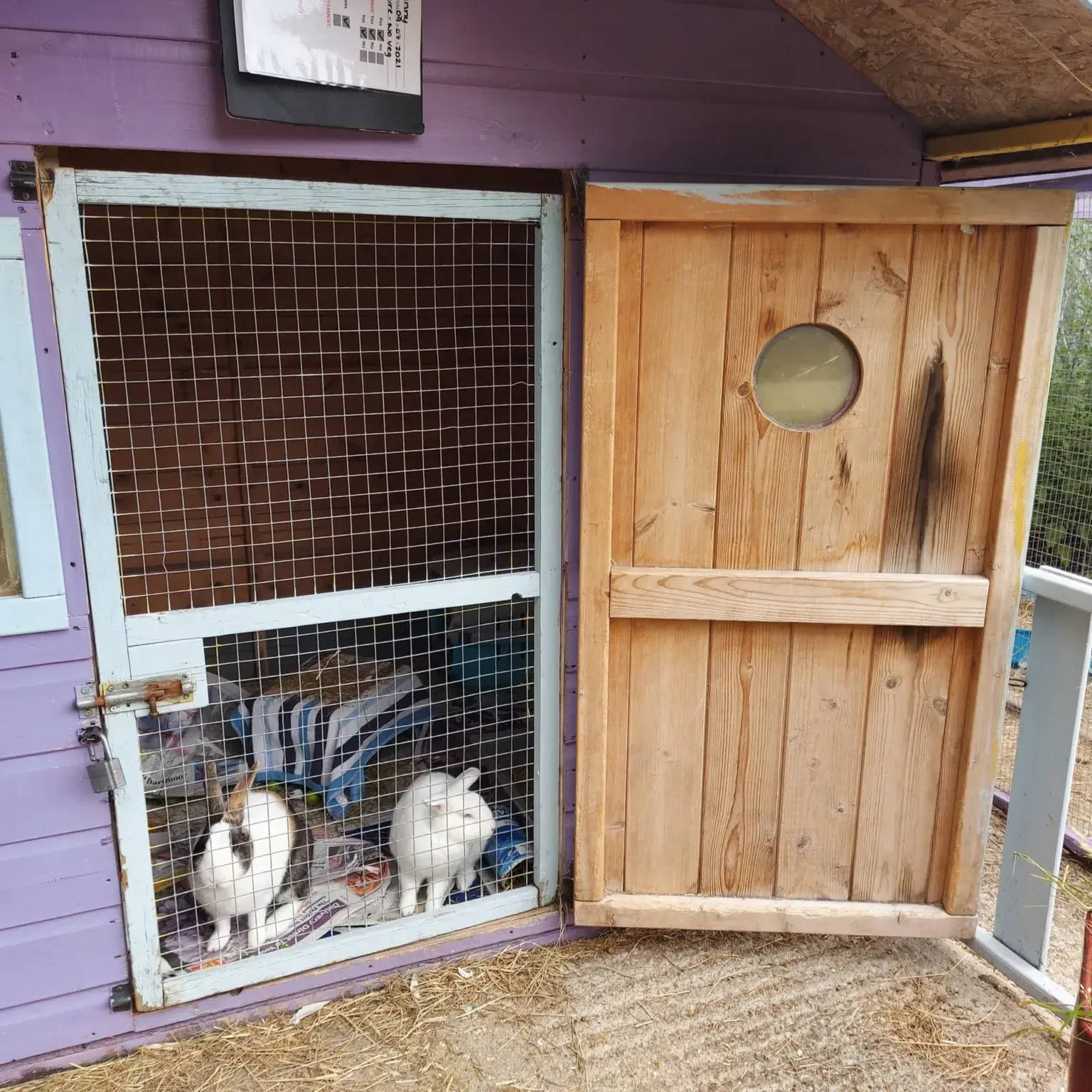Converting a shed for rabbits | Woodgreen Pets Charity