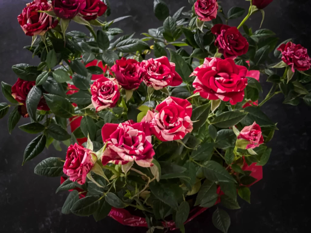 Sinfully Delicious Chocolate Raspberry Martini Recipe