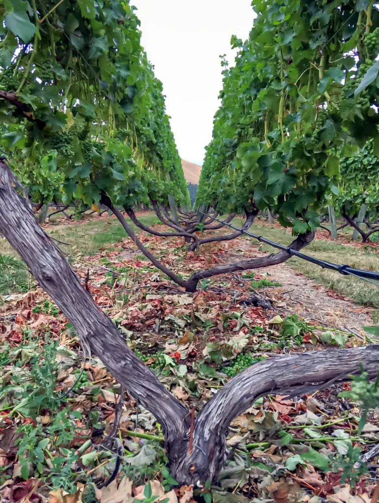 What is Viticulture and How Does It Impact Wine?