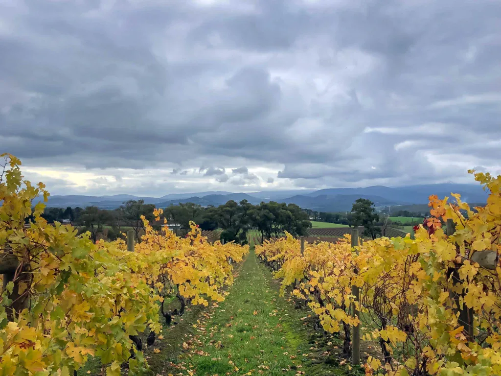 What is Viticulture and How Does It Impact Wine?