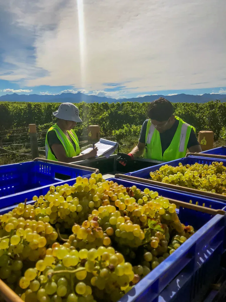 What is Viticulture and How Does It Impact Wine?