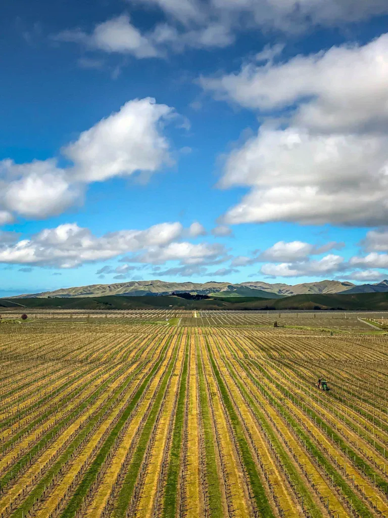 What is Viticulture and How Does It Impact Wine?