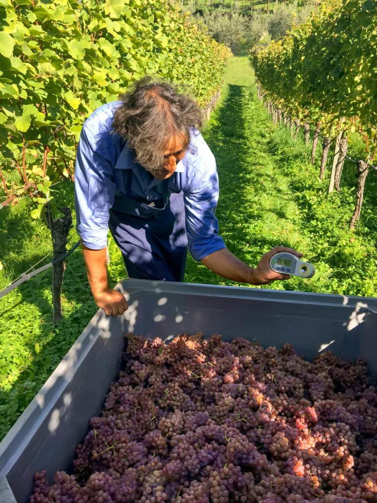 What is Viticulture and How Does It Impact Wine?