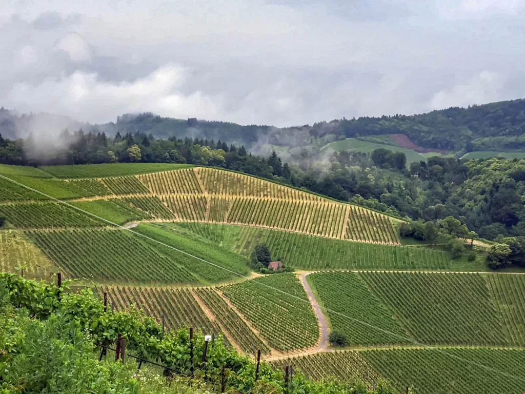 What is Viticulture and How Does It Impact Wine?