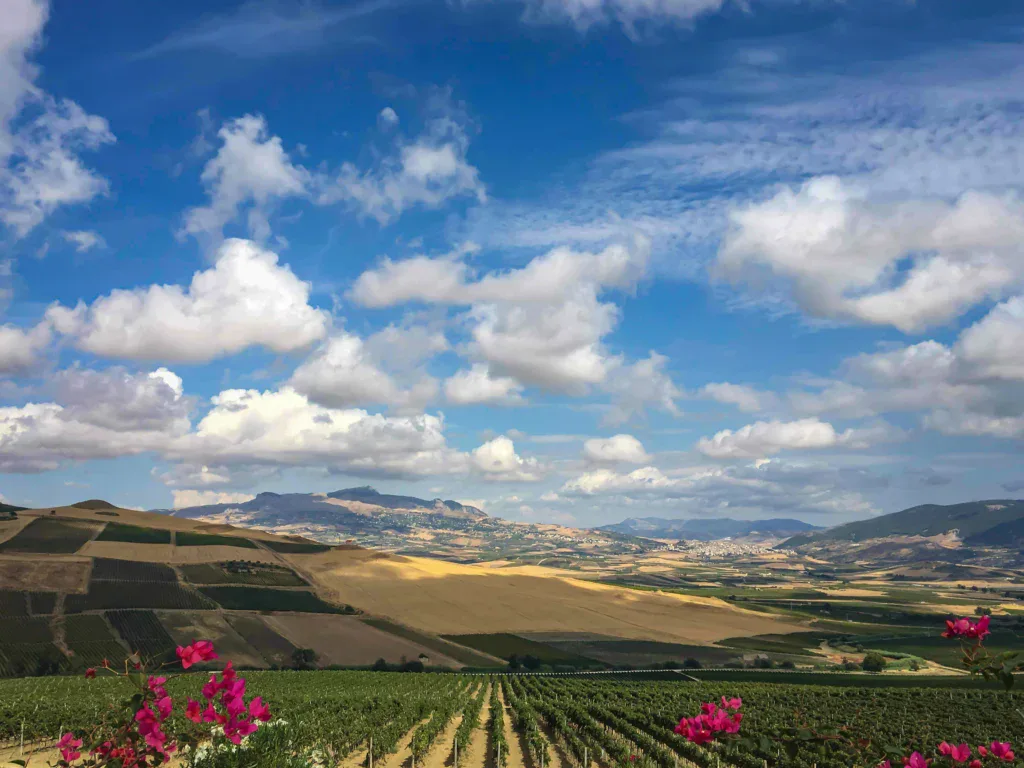 The Difference Between a Winery vs Vineyard Explained