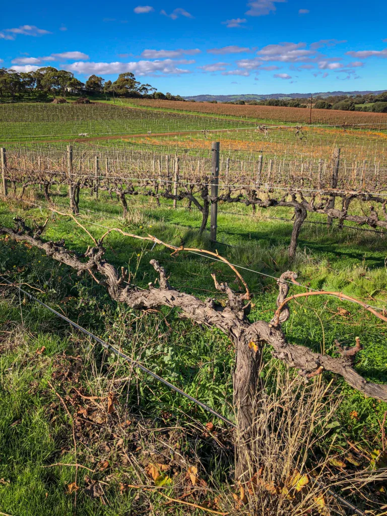 The Difference Between a Winery vs Vineyard Explained