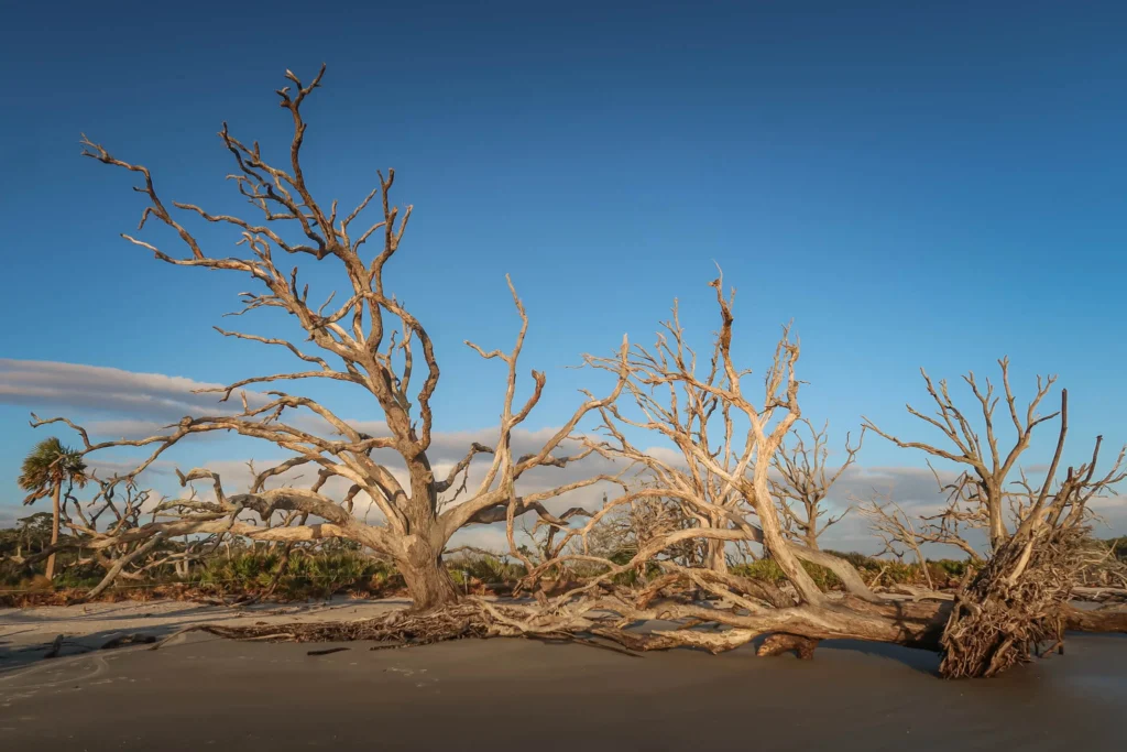 Driftwood Beach, Jekyll Island: All You Need to Know (2025)