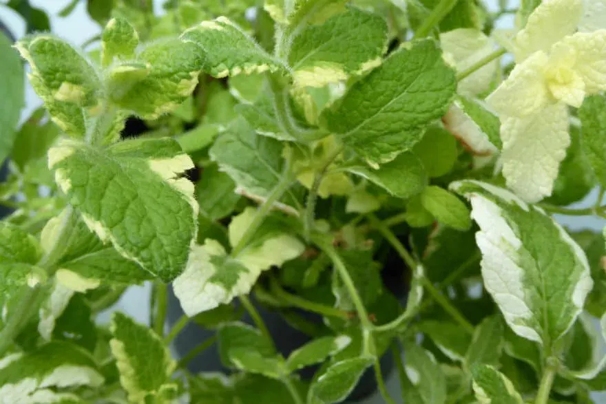 Growing mint - Richard Jackson Garden