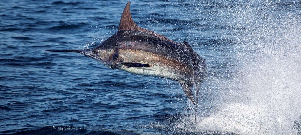 Marlin Jumping Out Of Water