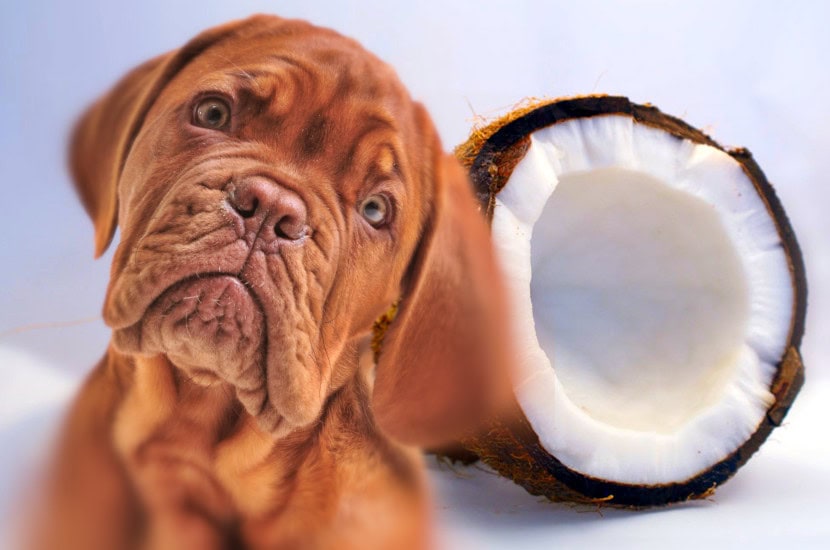 Can Puppies Eat Coconut