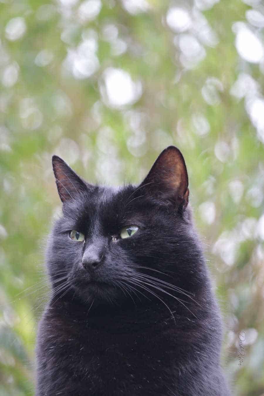 Black Cat Selfies