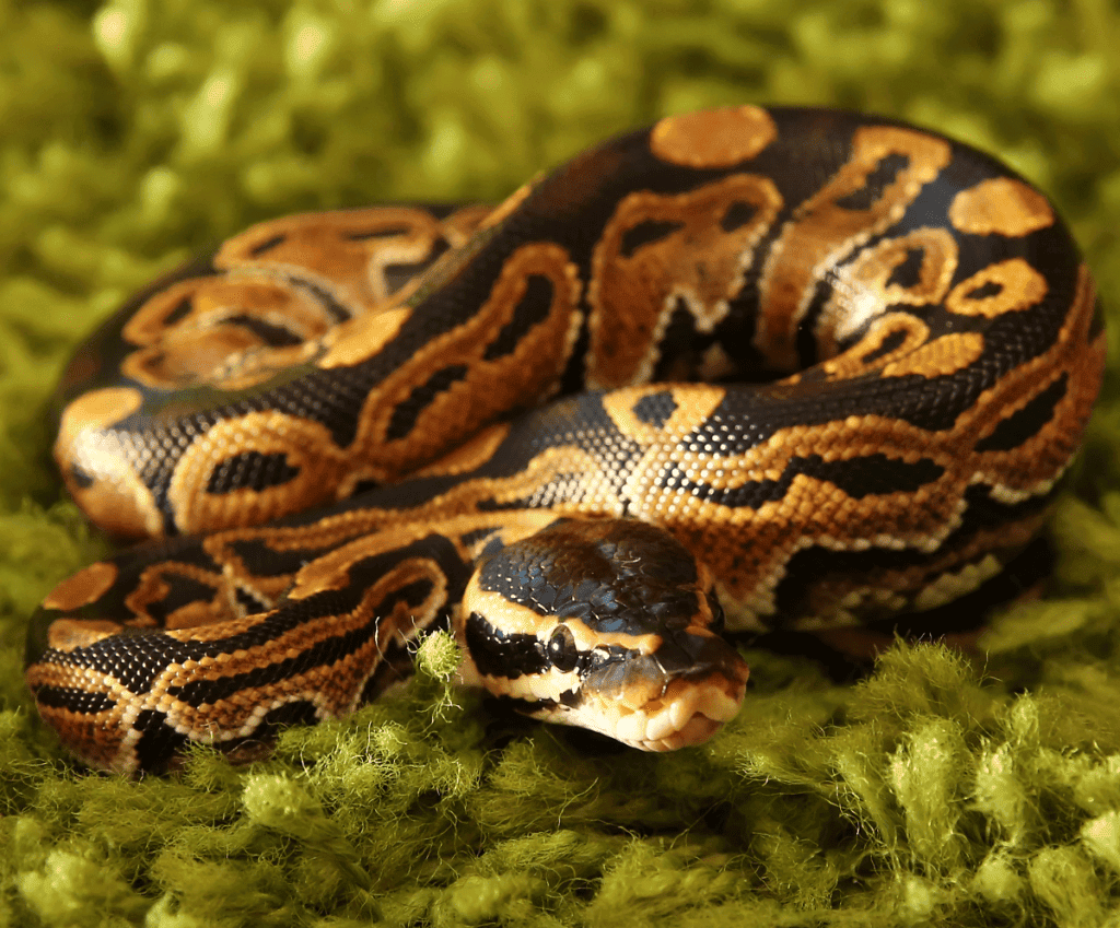 Ball Python Curled Up